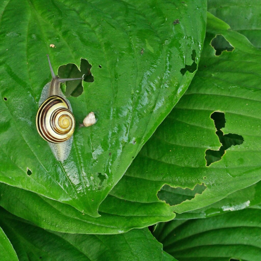 Good and evil slugs in the garden