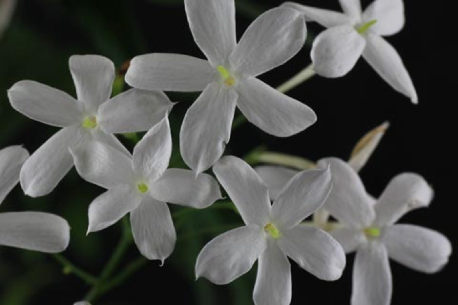 Jasminum polyanthum Jasminum polyanthum