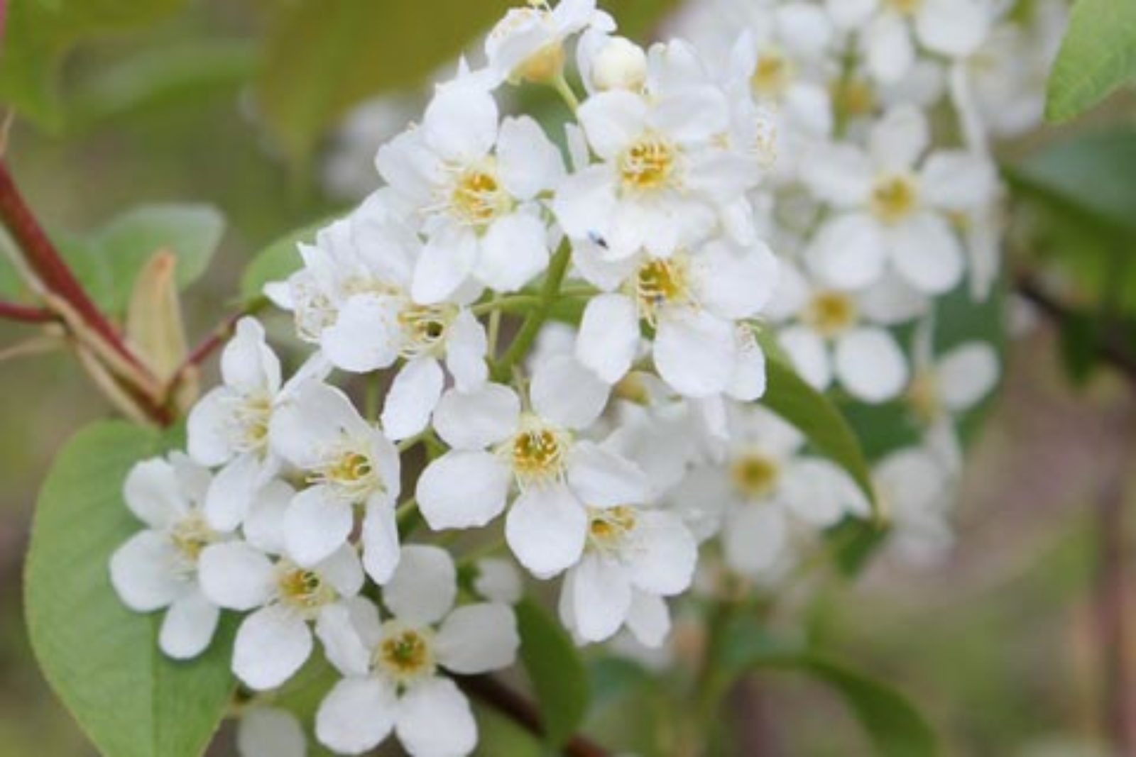 Prunus padus