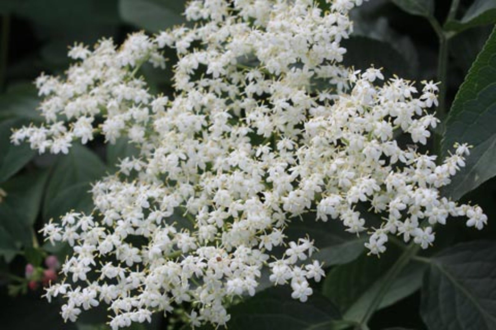 Sambucus nigra