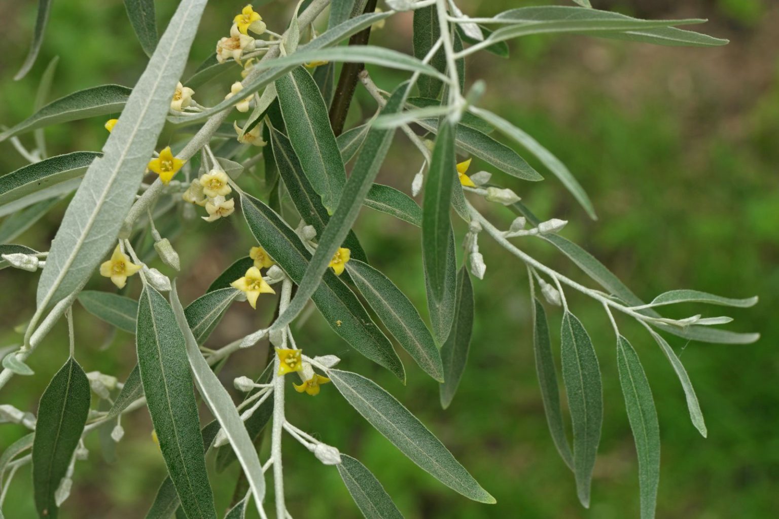Elaeagnus angustifolia
