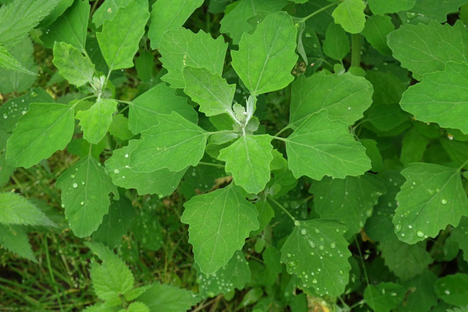White Goosefoot (Chenopodium album)