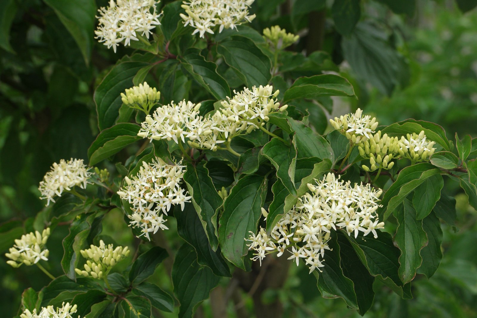 Cornus Sanguinea Cornus Sanguinea